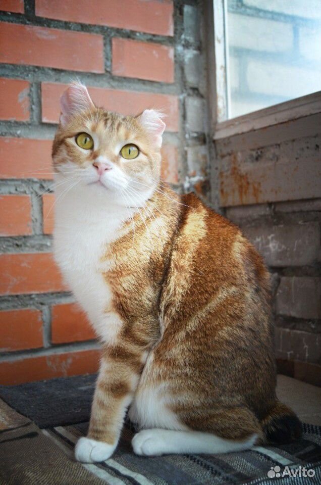 Отдам молодую кошечку (фенотип бобтейл)