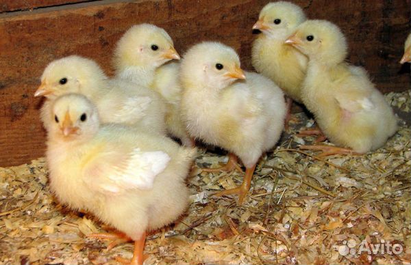 Цыпленок бройлера арбор айкрез
