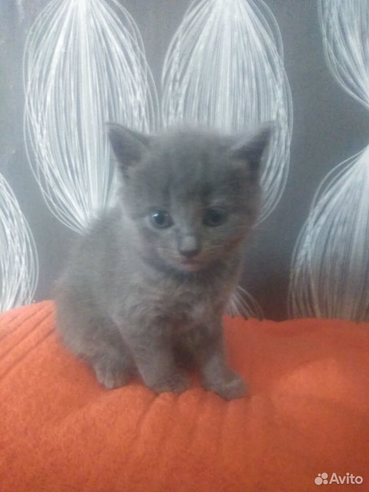 Темно-серый котенок,мальчик,1,5 месяцев