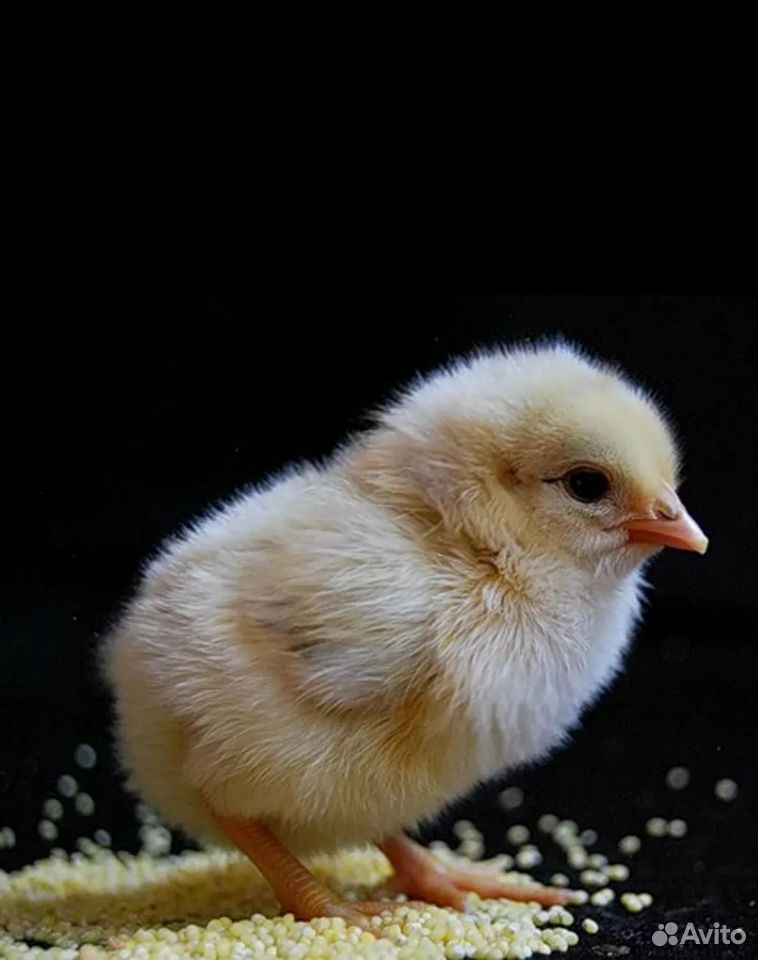 Цыплята Несушки 1,5 месяца (16 Шт)