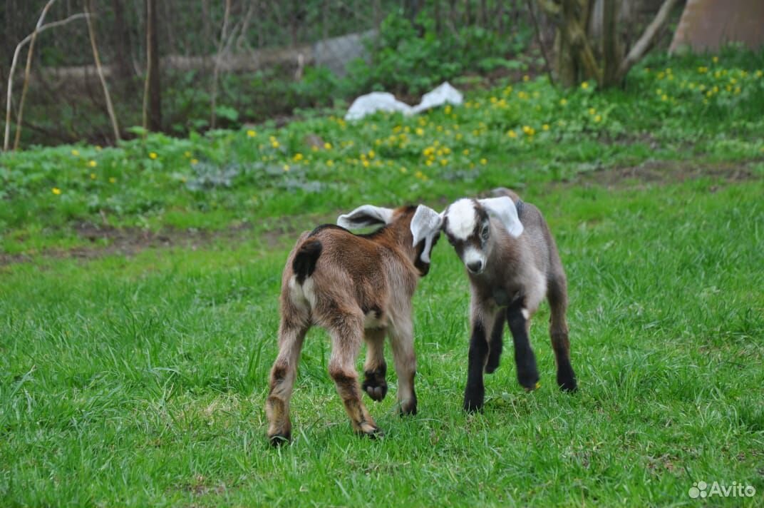 Продаются козлята