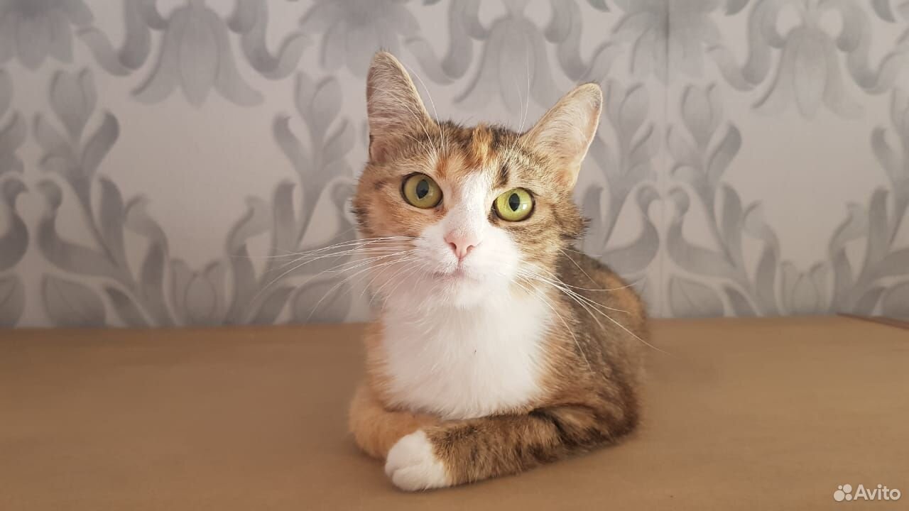 Кошечка Соня в добрые руки