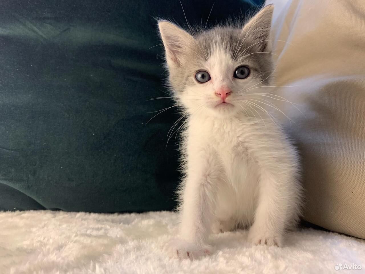 Котенок кошечка, 1,5 мес