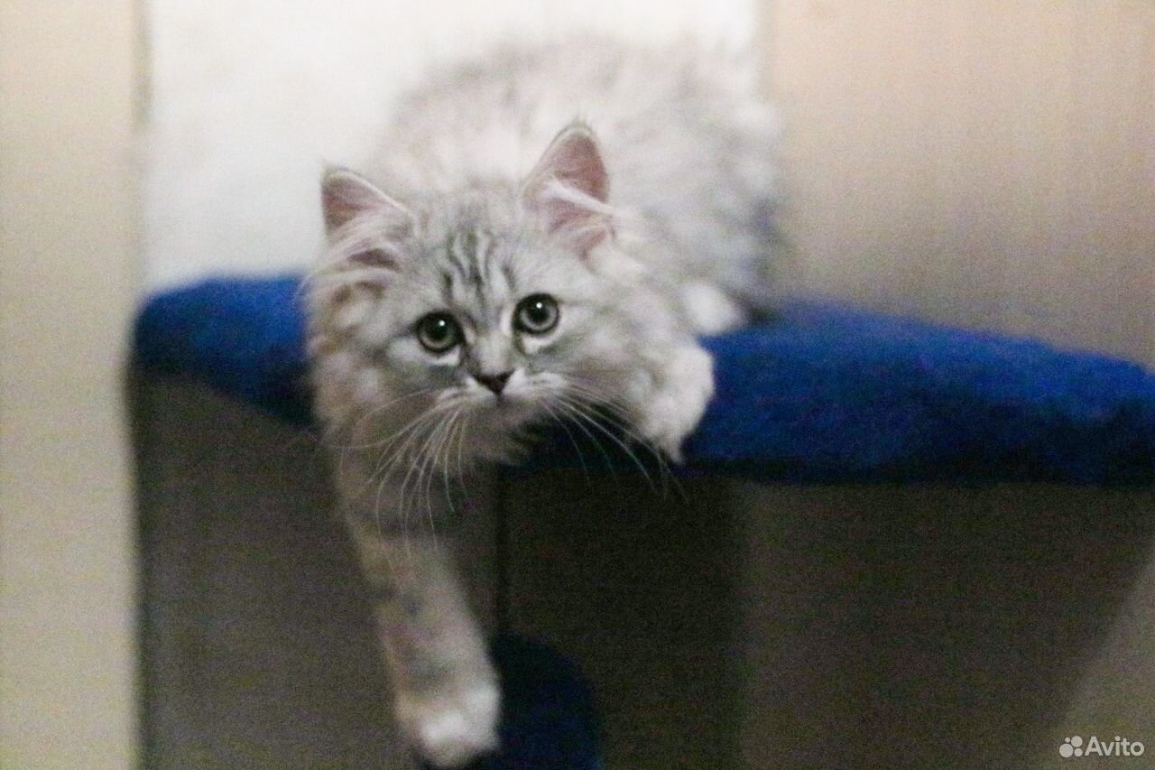 Британский котенок серебристый львенок)