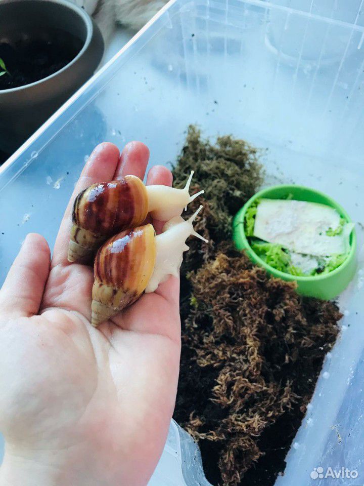 Улитки ахатины фулики альбино с контейнером