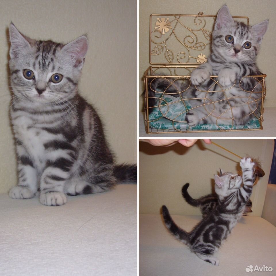 Кошка британская