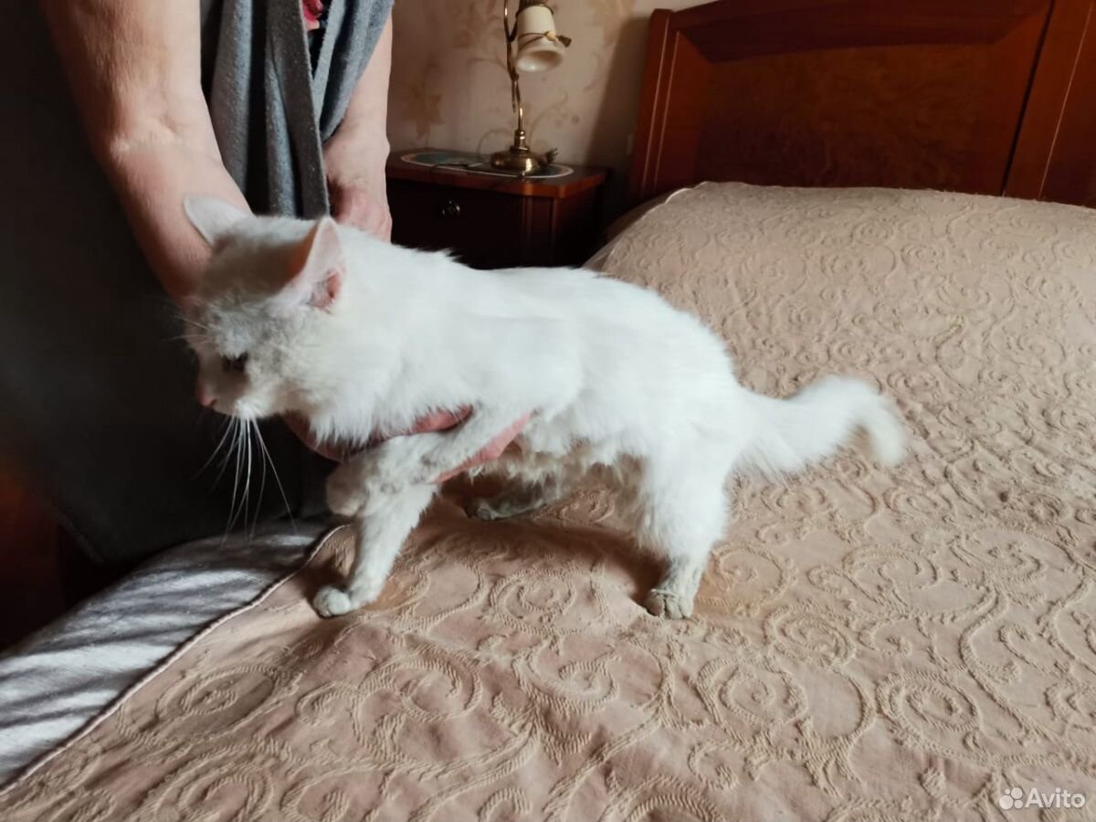 Кошка