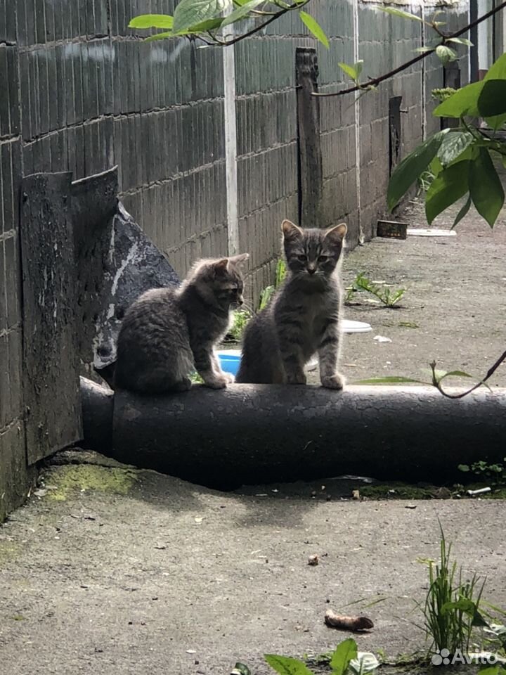 Милые котята ищут дом