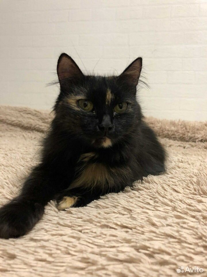 Кошка в добрые руки