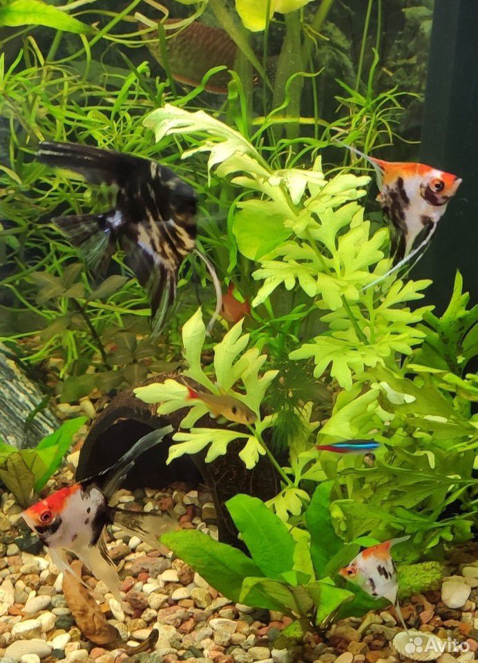 Продам или поменяю рыбок на излишки растений