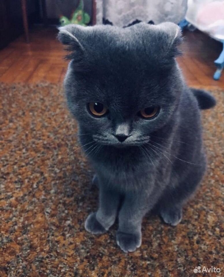 Британская