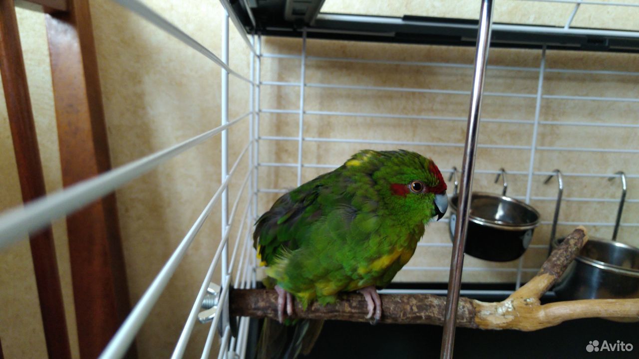 Какарик девочка