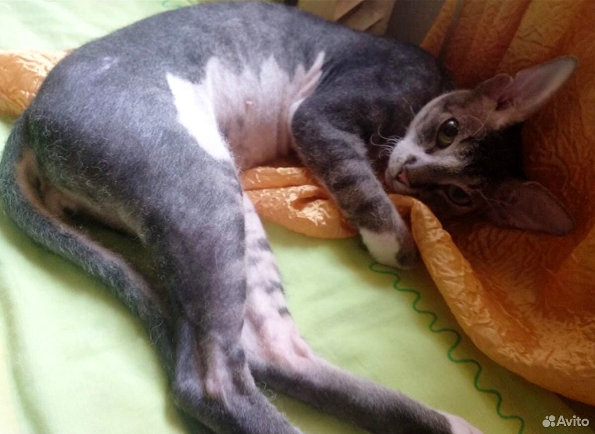 Отдадим котика Сфинкс Браш
