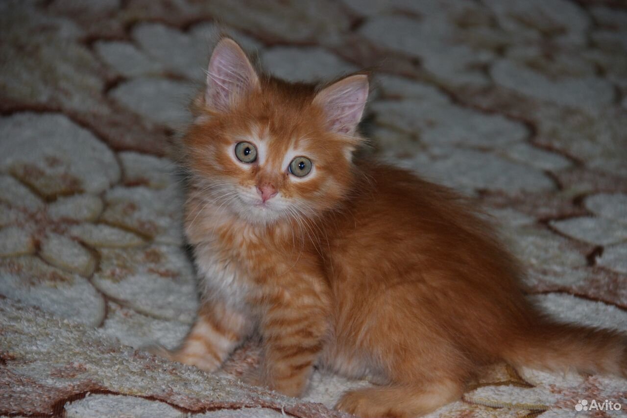 Рыжий пушистик 1,5 месяца мальчик