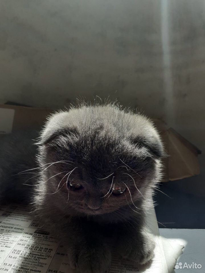 Котята