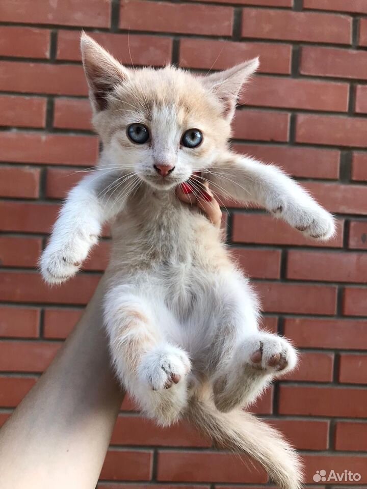 Котята 4 недели,три мальчика одна девочка,отдаются