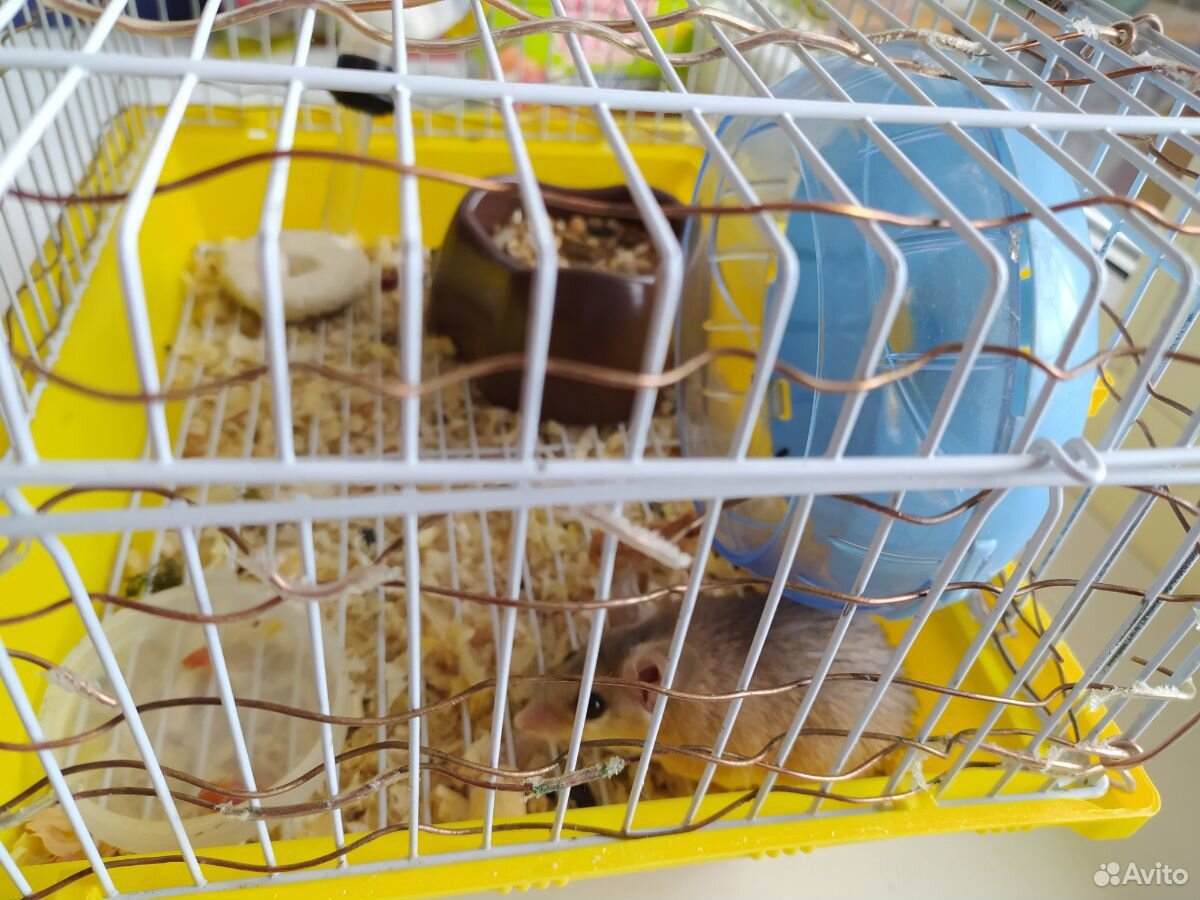 Мышь иглистая