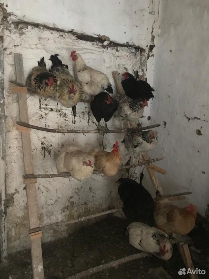 Куры домашние