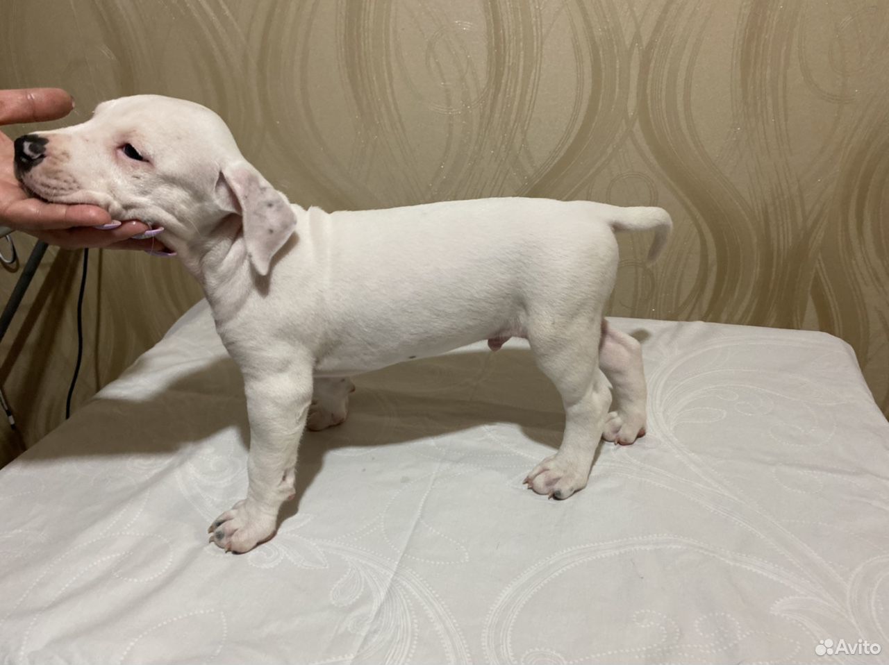 Щенки прайтера