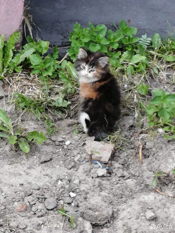 Трехцветное чудо в дар