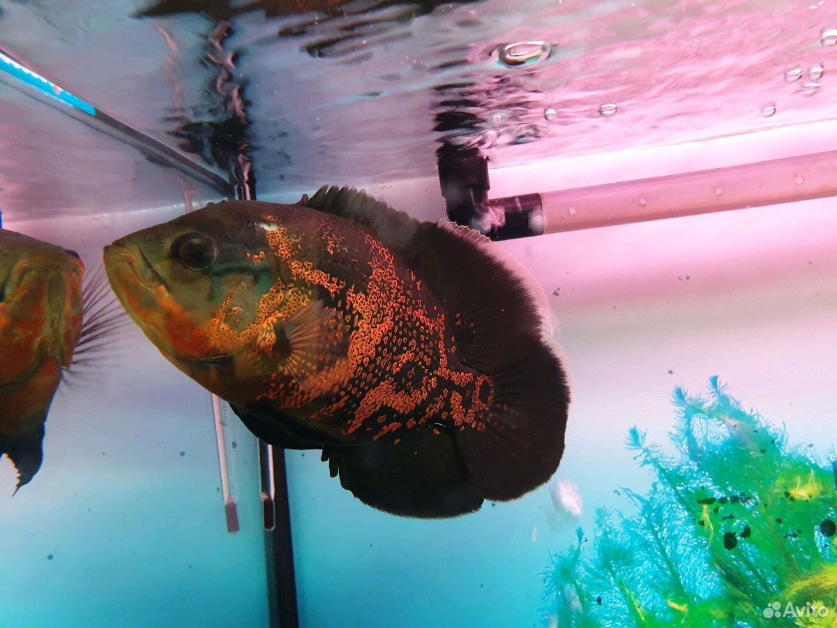 Аквариумная рыбка цихлида Оскар