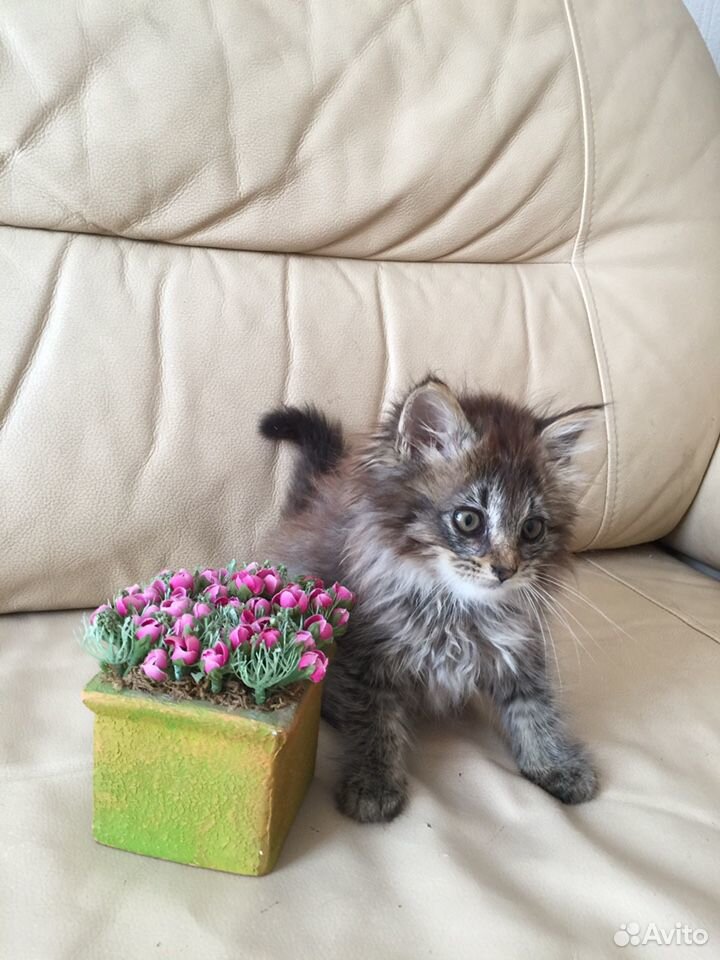 Маленькая киска Зара