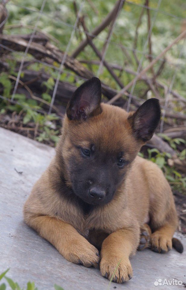 Бельгийская овчарка малинуа