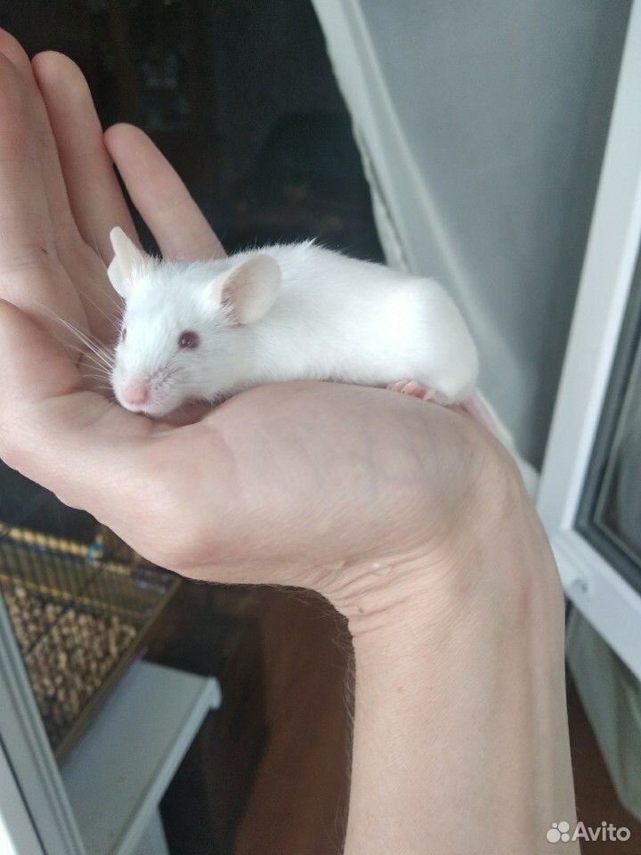 Мышонок с клеткой (не на корм)