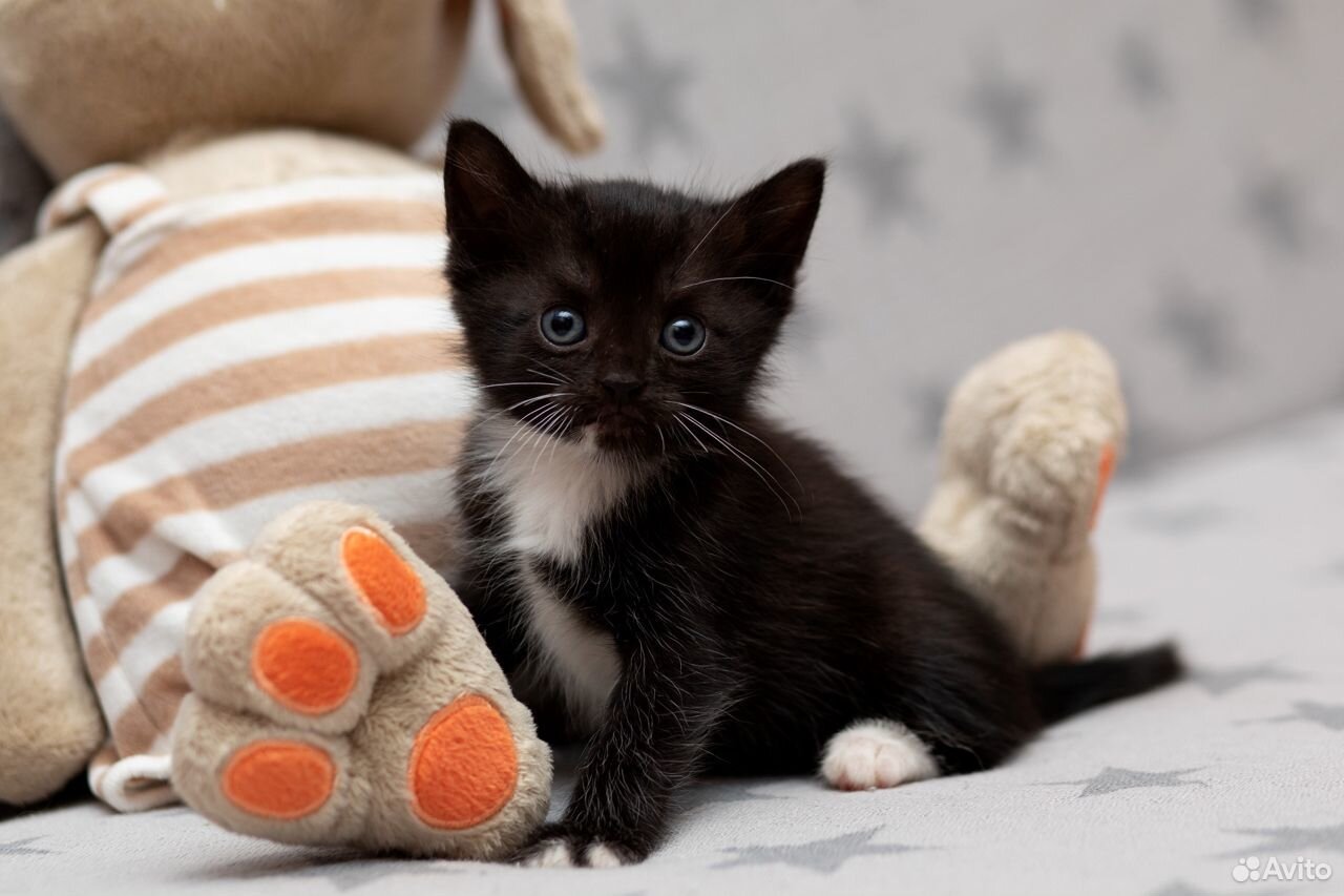 Котёнок Марио - в поисках лучшей в мире семьи