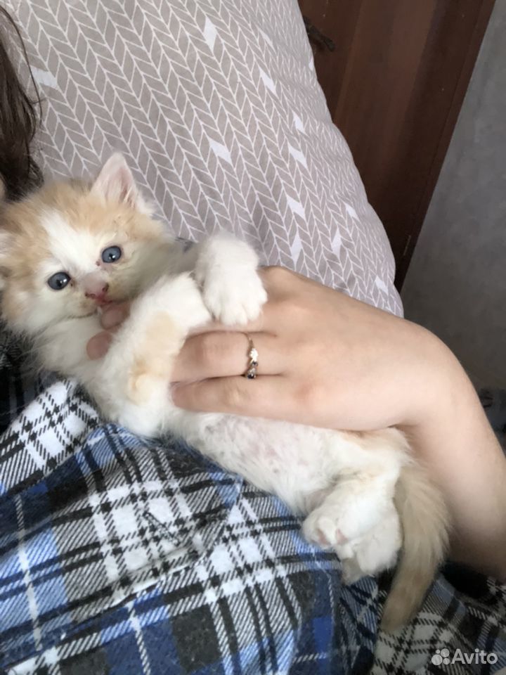 Котенок
