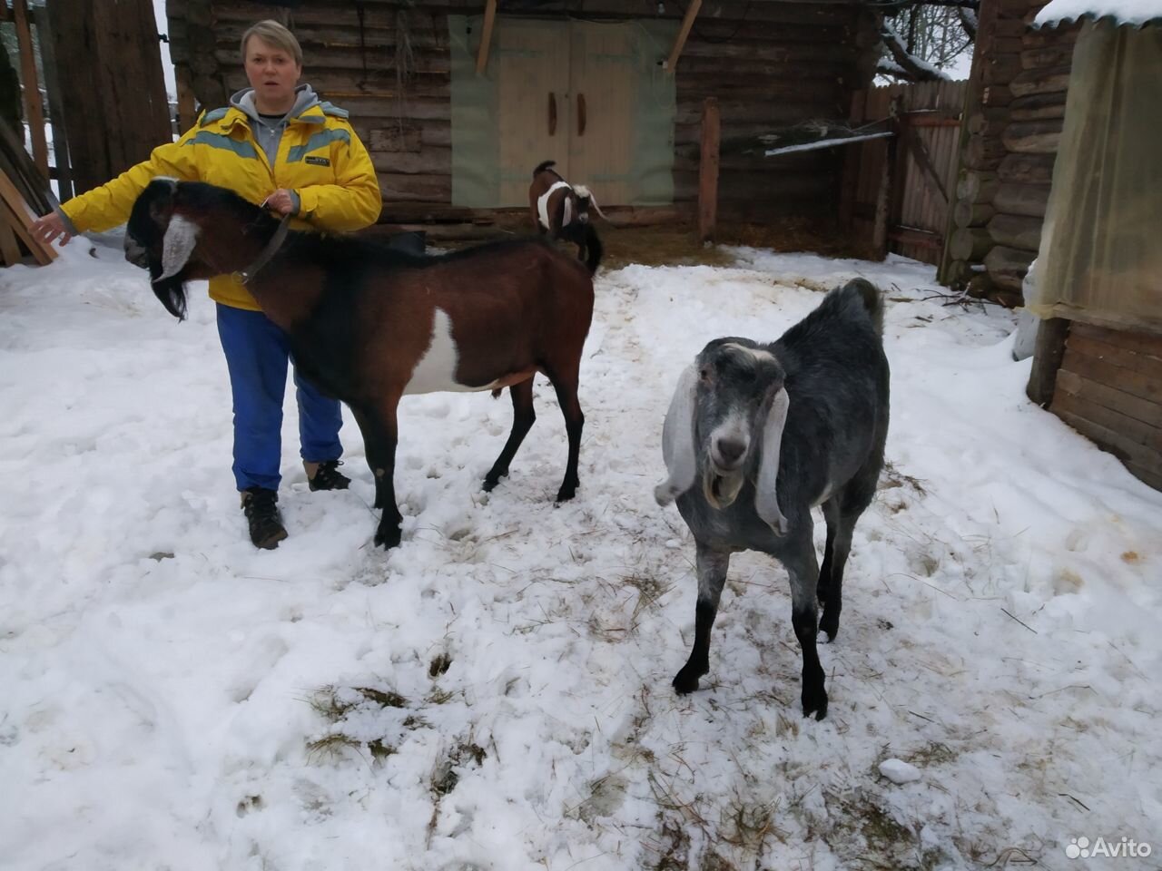 Англо-нубийские козлы