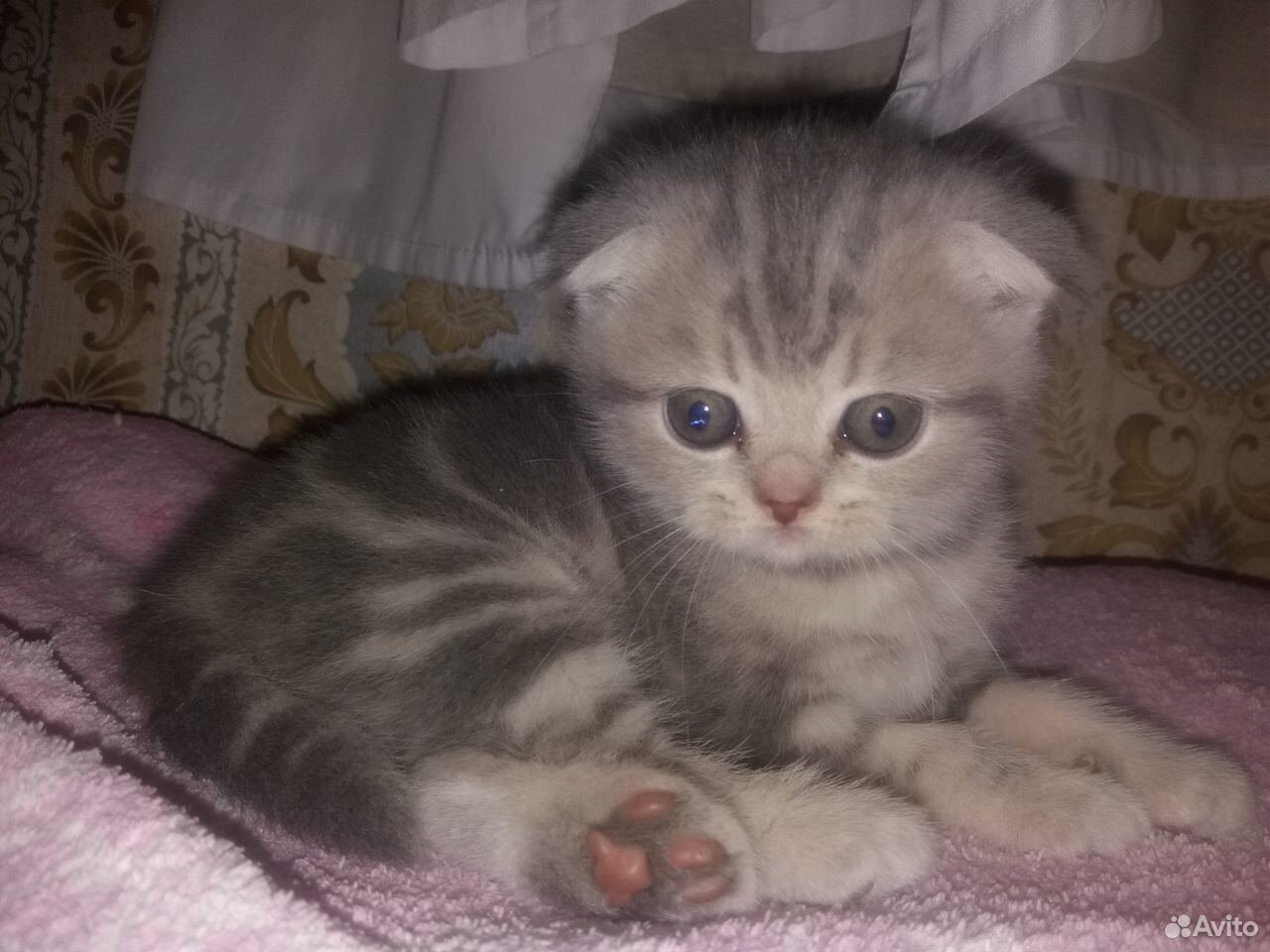 Шотландская вислоушка