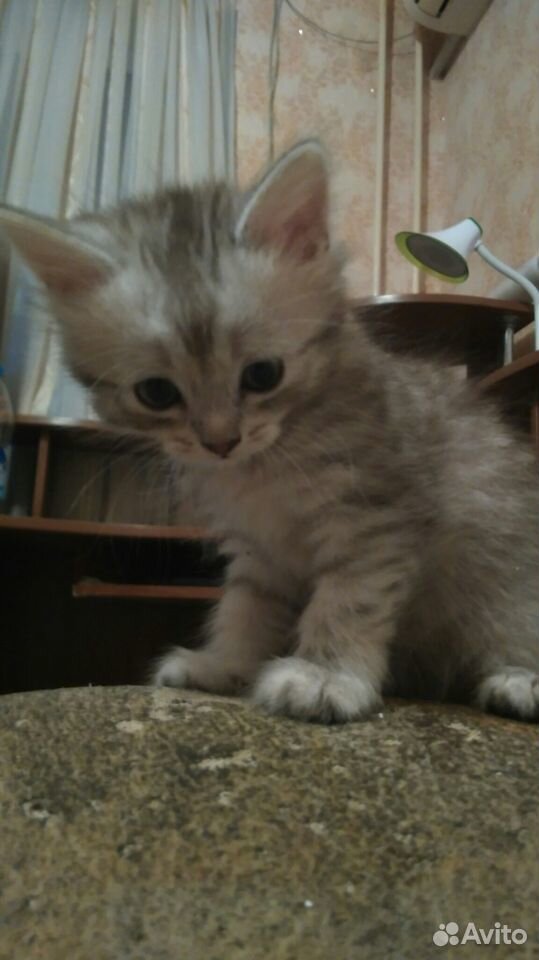 3 Котёнка. 2 из них вислоухие