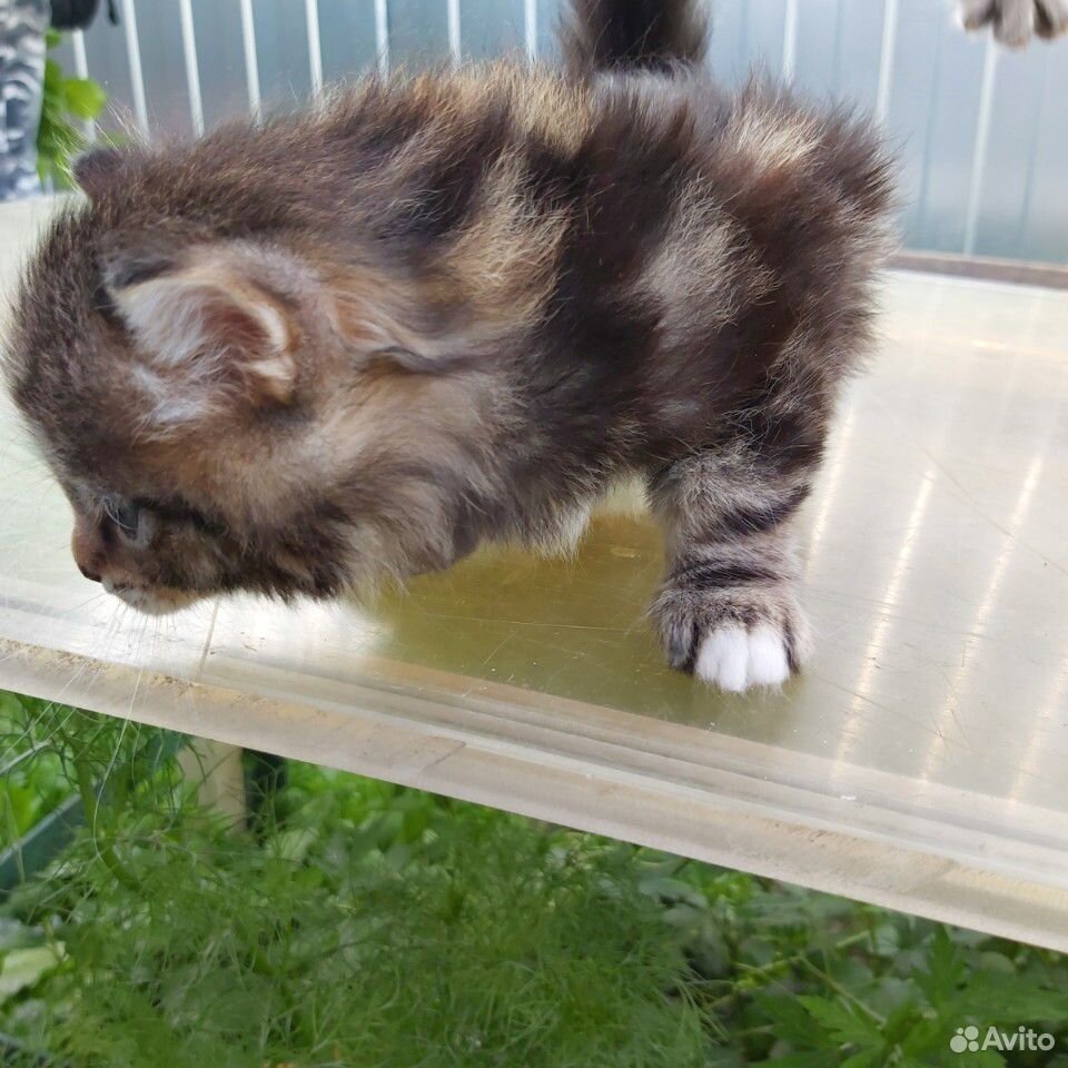 Очень славные котятки