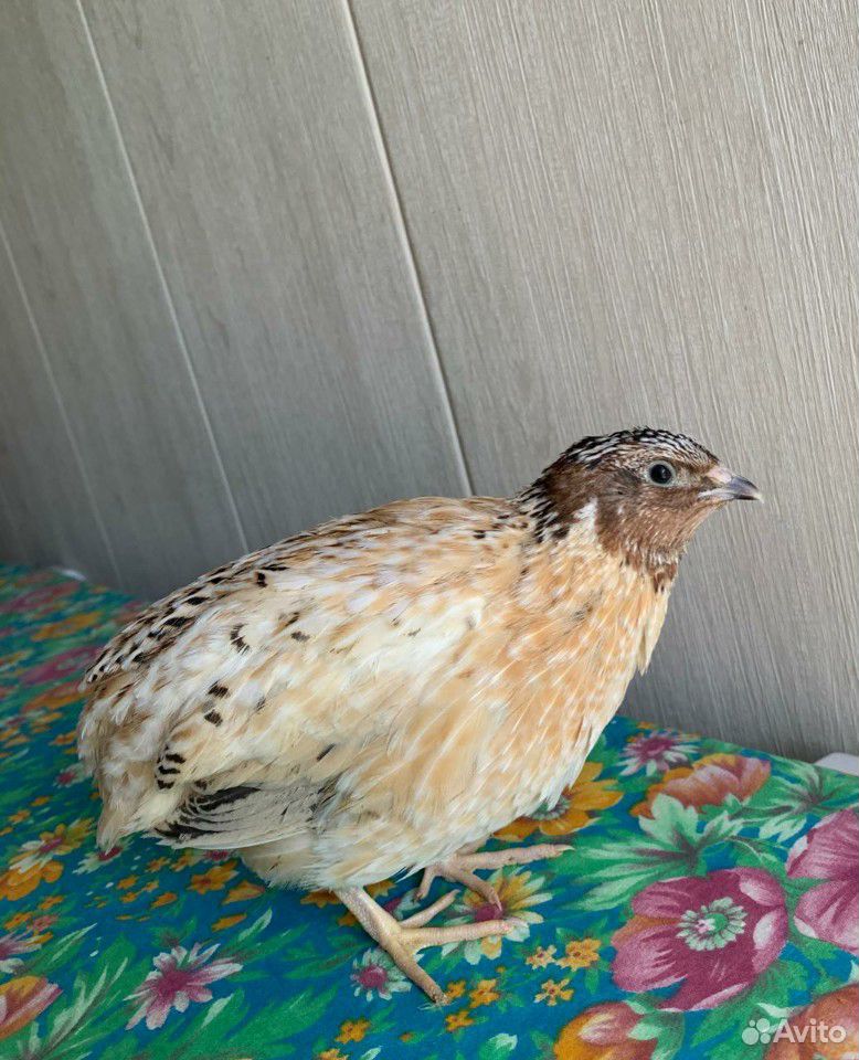 Перепела-петушки на племя
