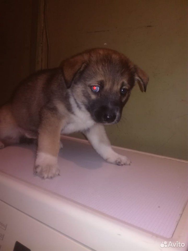 Щеночек помесь хаски