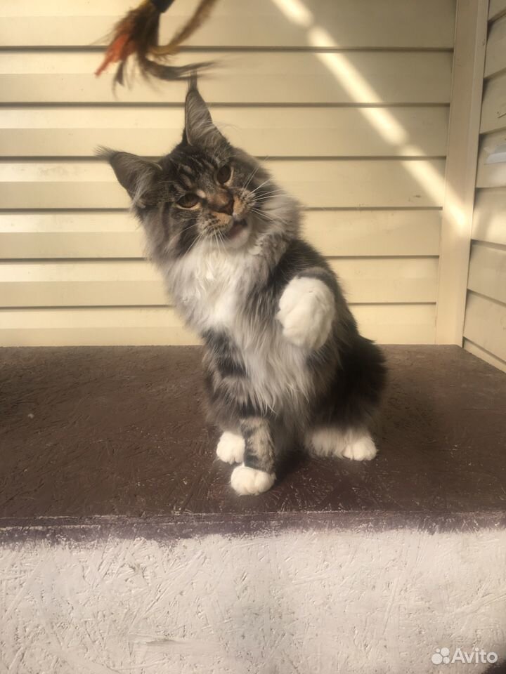 Кошечка Мэйн-кун