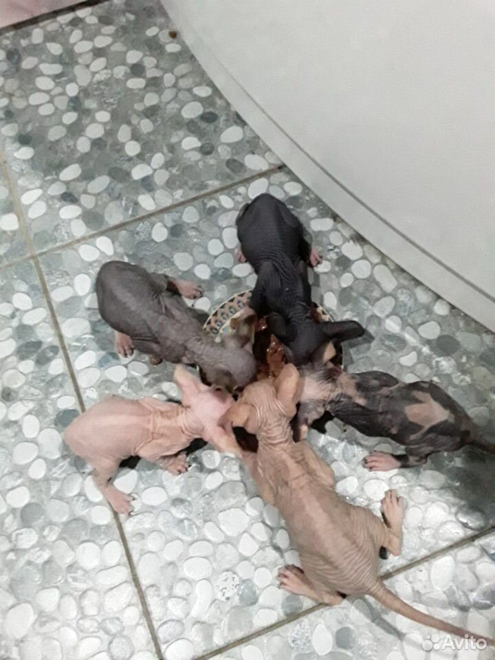 Канадский сфинкс