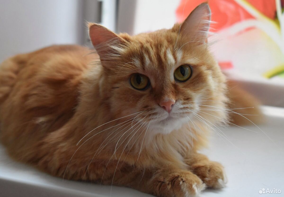Кошка