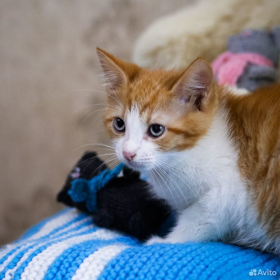 Котомальчик солнечный в амые добрые руки