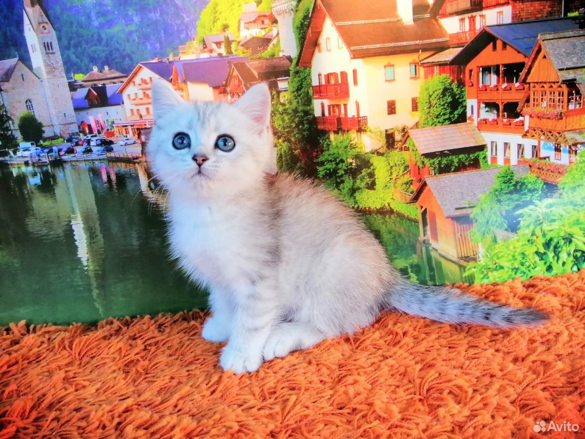Кот британский