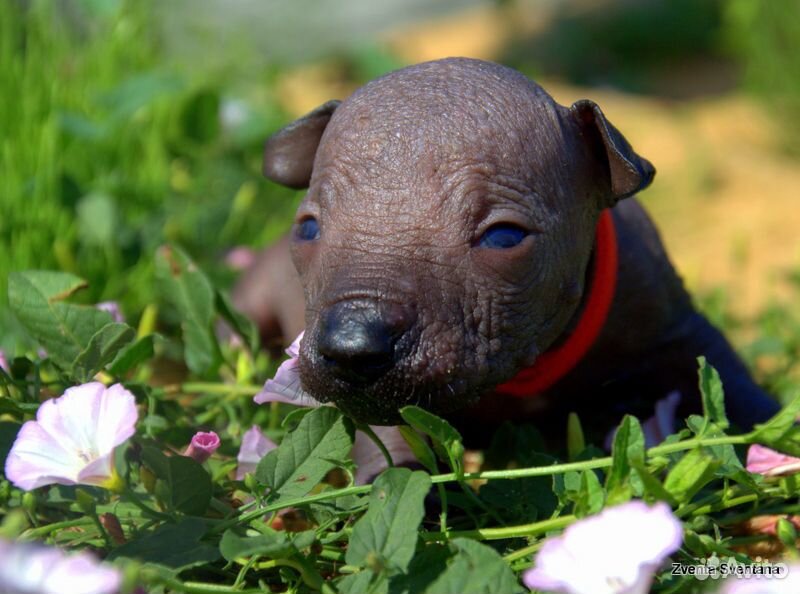 Щенок ксолоитцкуинтли среднего размера