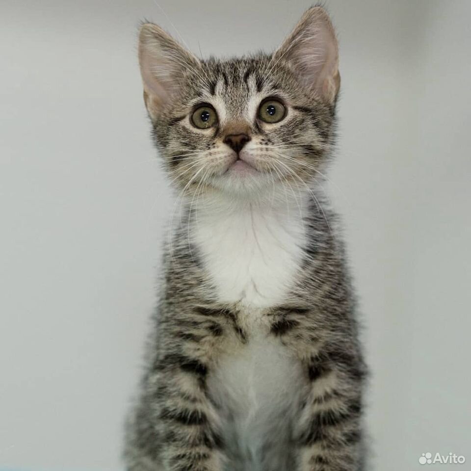 Два котенка полосатика ищут дом