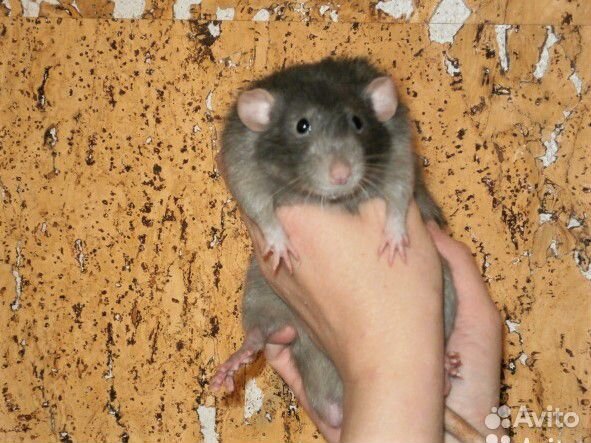 Крысы, крысята - чудесные родители, клетки