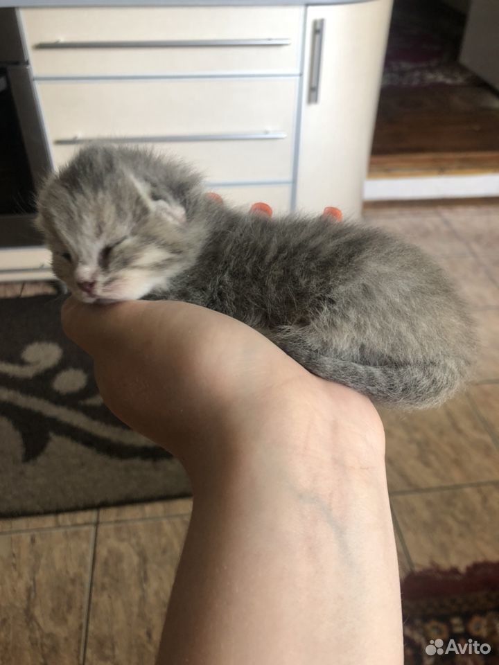 Шотландская вислоухая