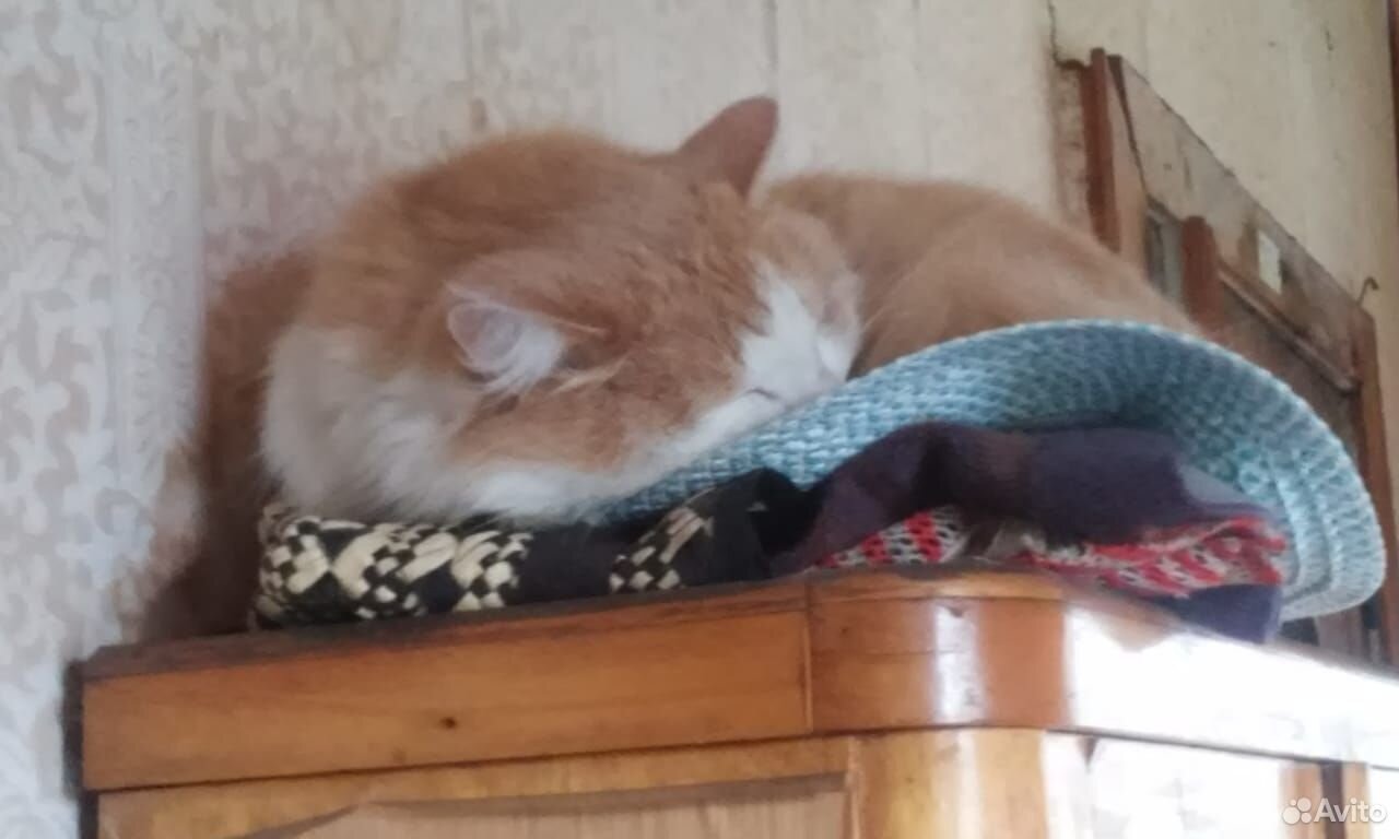 Потерялся кот