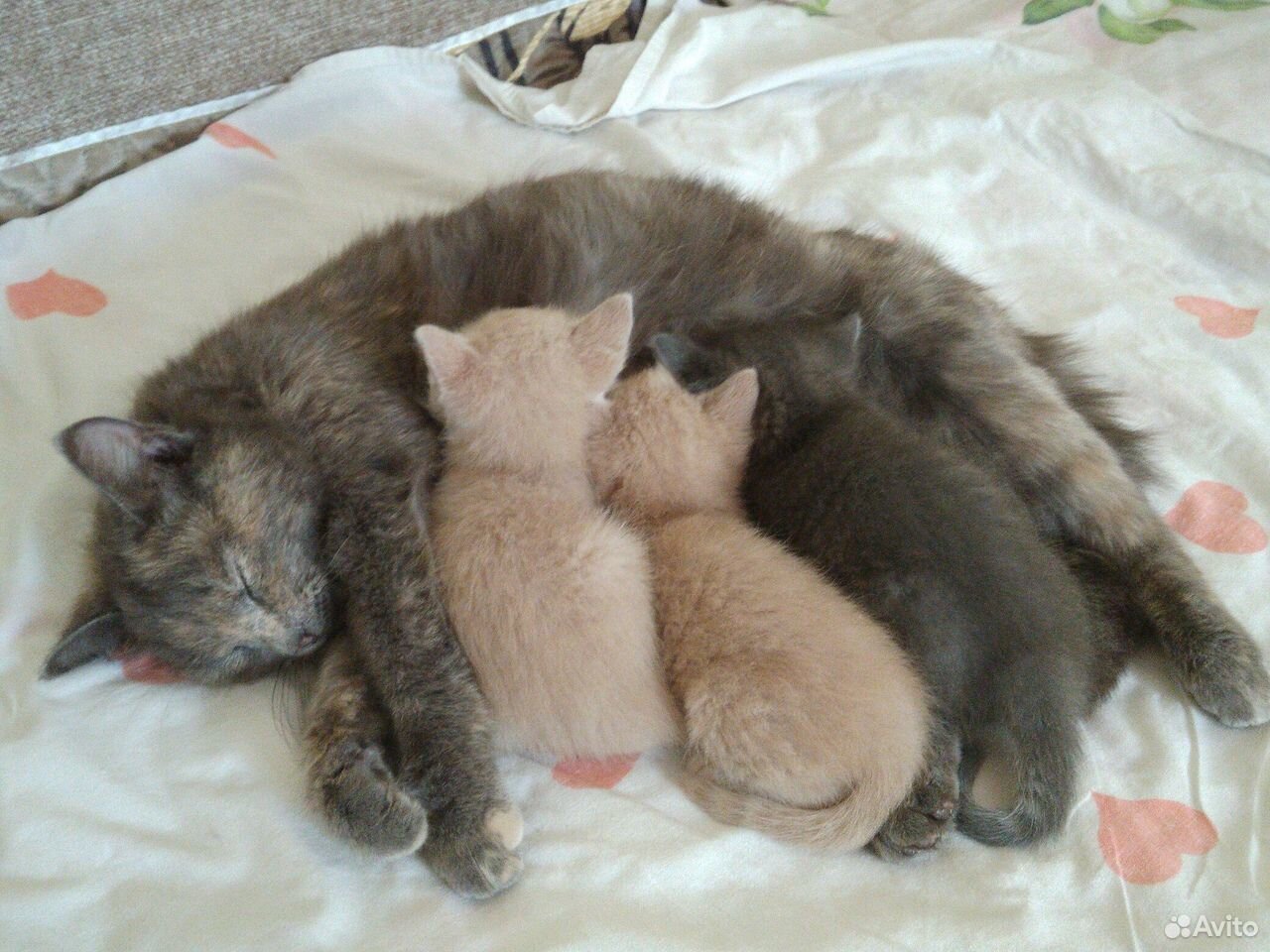 Котята от кошки-мышеловки и кота-красавца