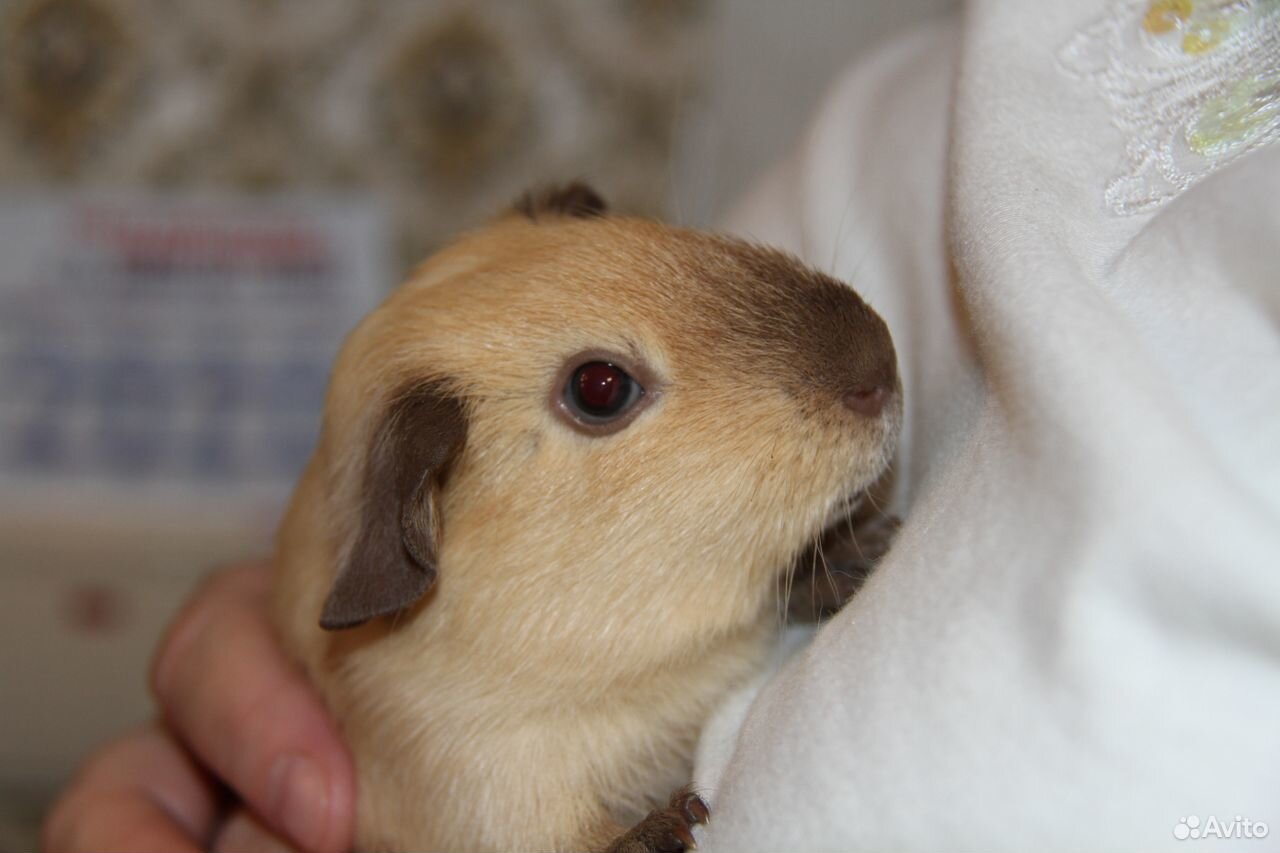 Морская свинка. Калифорния. Мальчик. 1.5 месяца