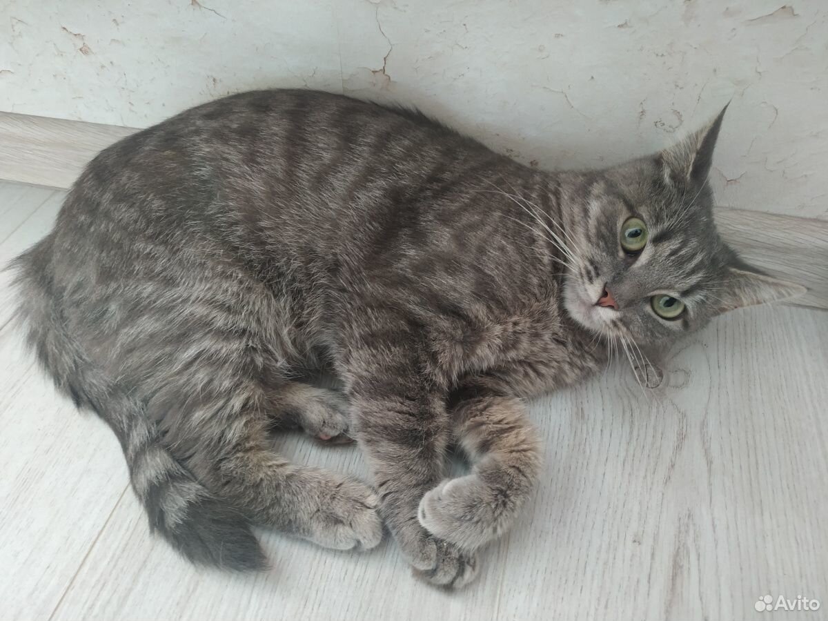 Ласковая котейка ищет дом