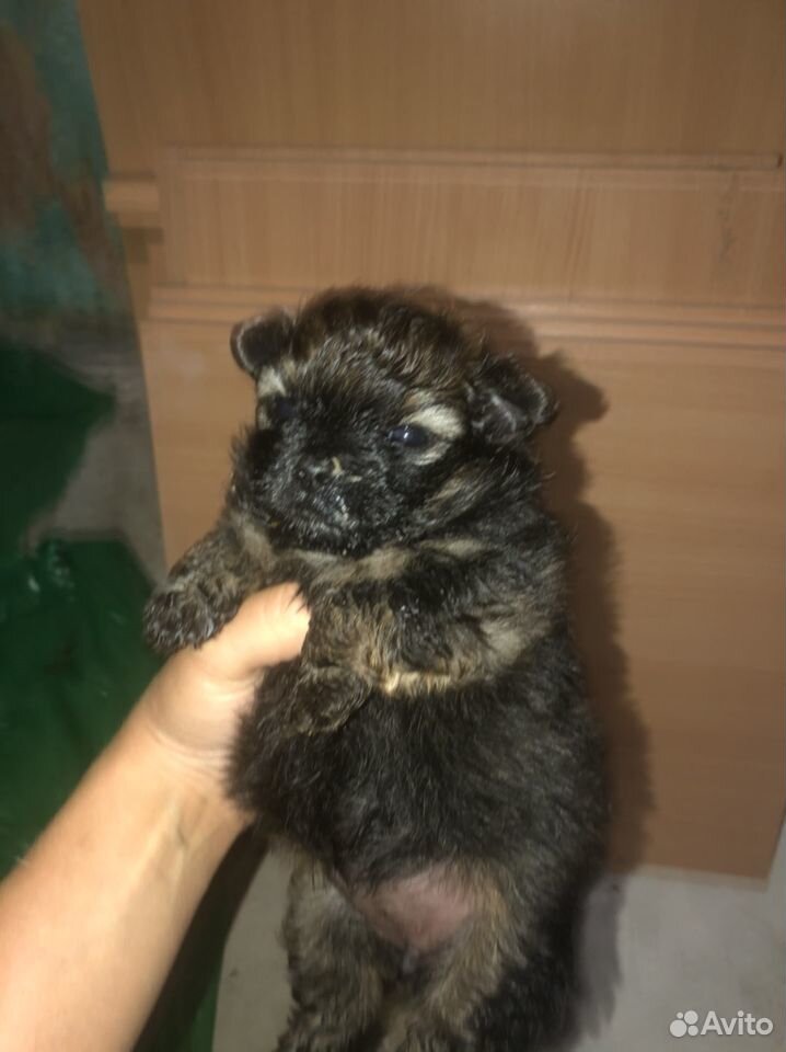 Собака